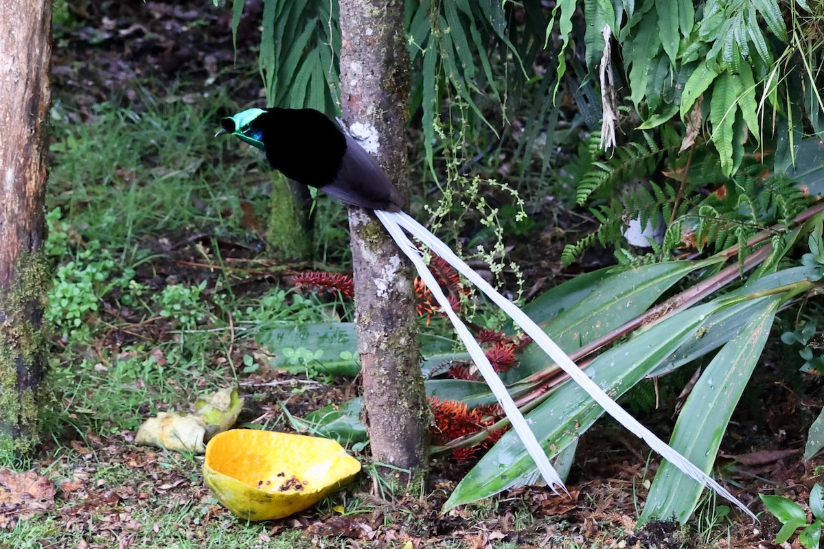 ML626441101 - Ribbon-tailed Astrapia - Macaulay Library