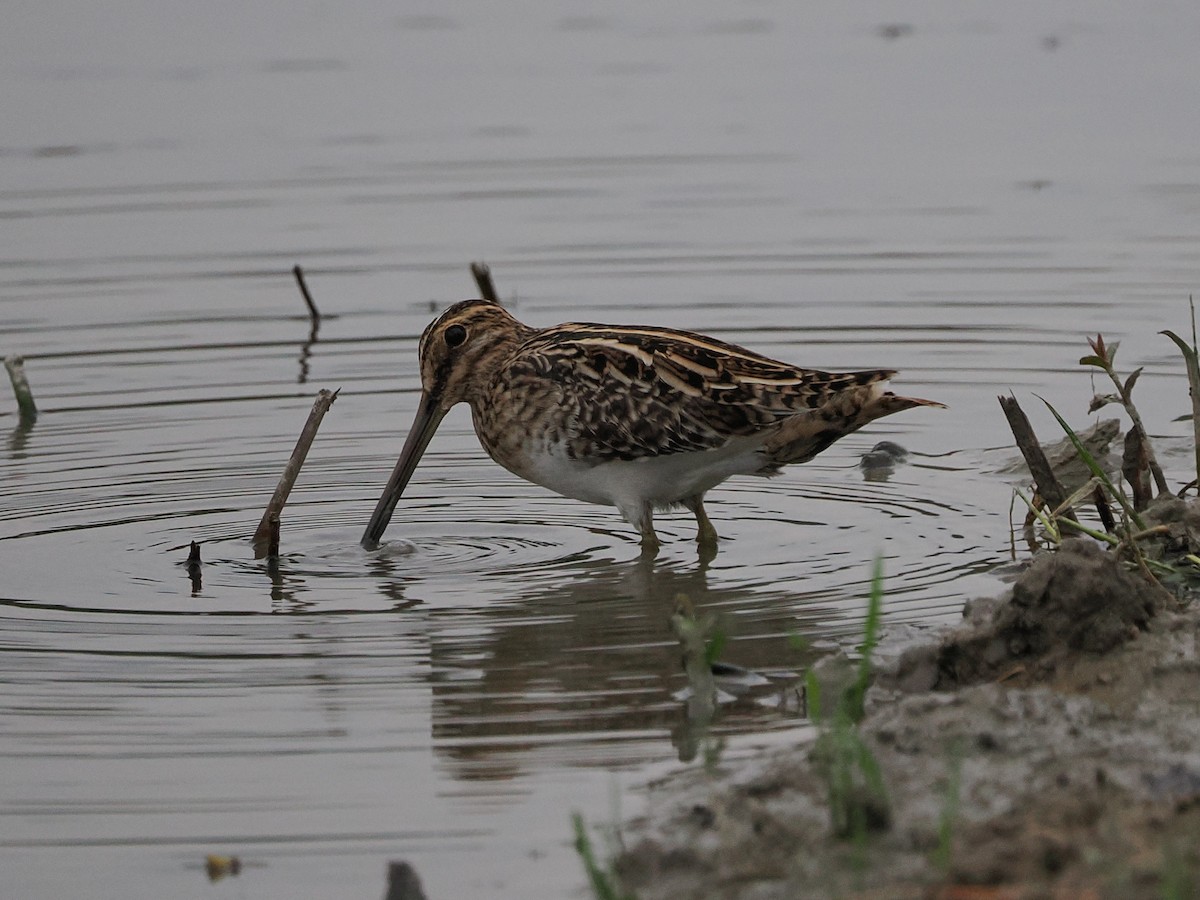 ML626441443 - Common Snipe - Macaulay Library