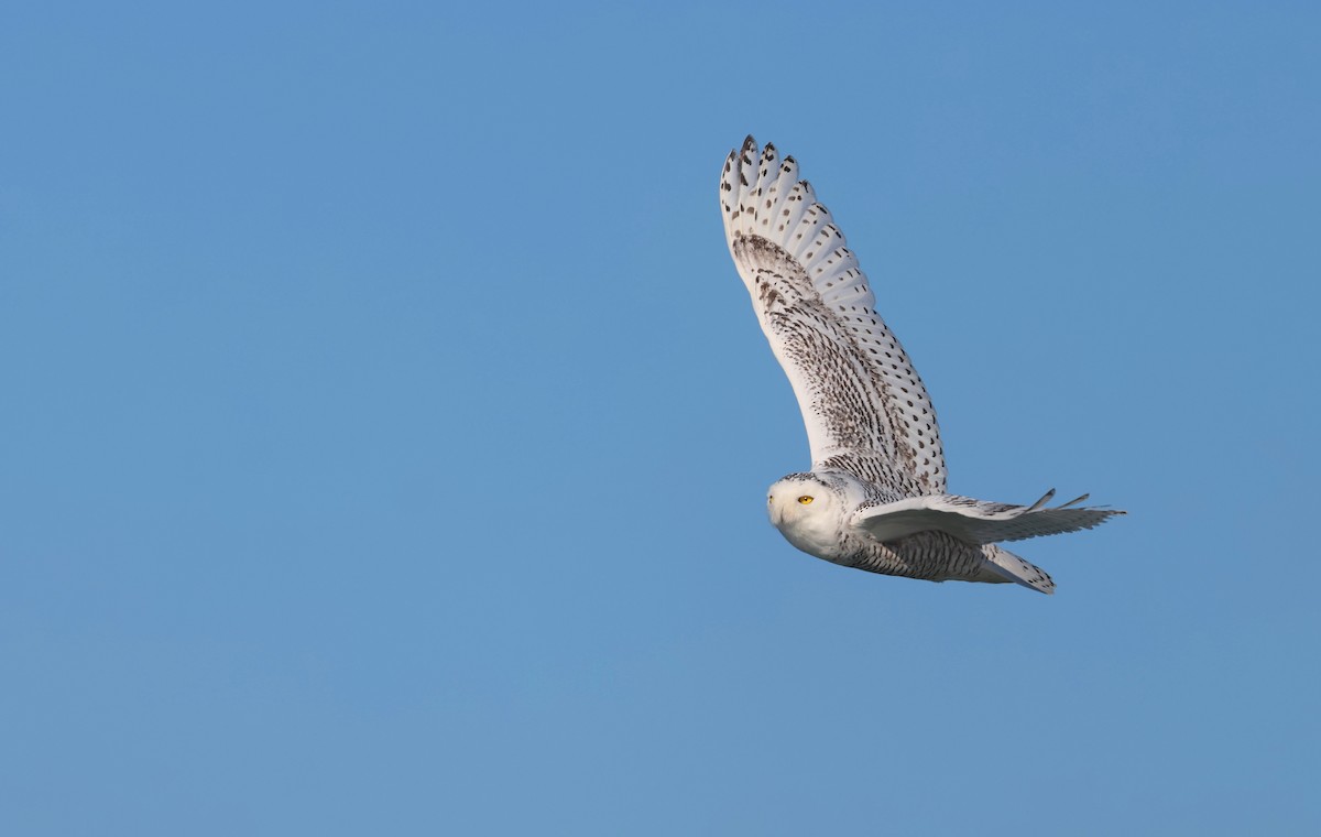 eBird Checklist - 18 Nov 2024 - Block Island NWR--Lighthouse - 50 species