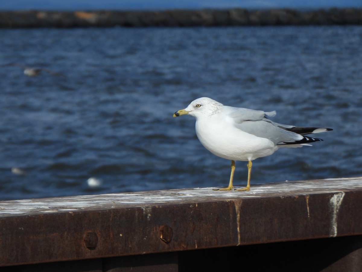 eBird Checklist - 17 Nov 2024 - Superior Entry (Minnesota) - 6 species ...