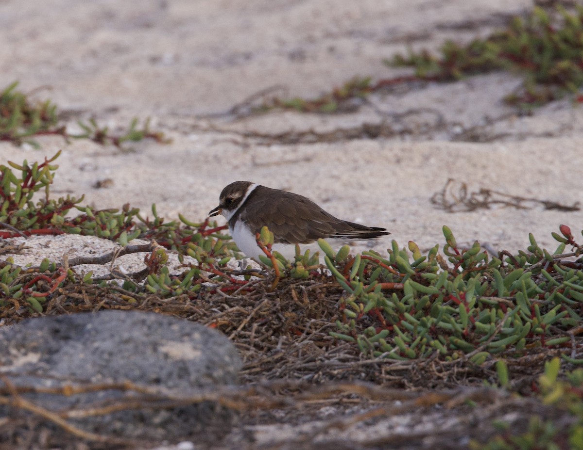 eBird Checklist - 20 Oct 2024 - Seymour norte (senderos y alrededores ...