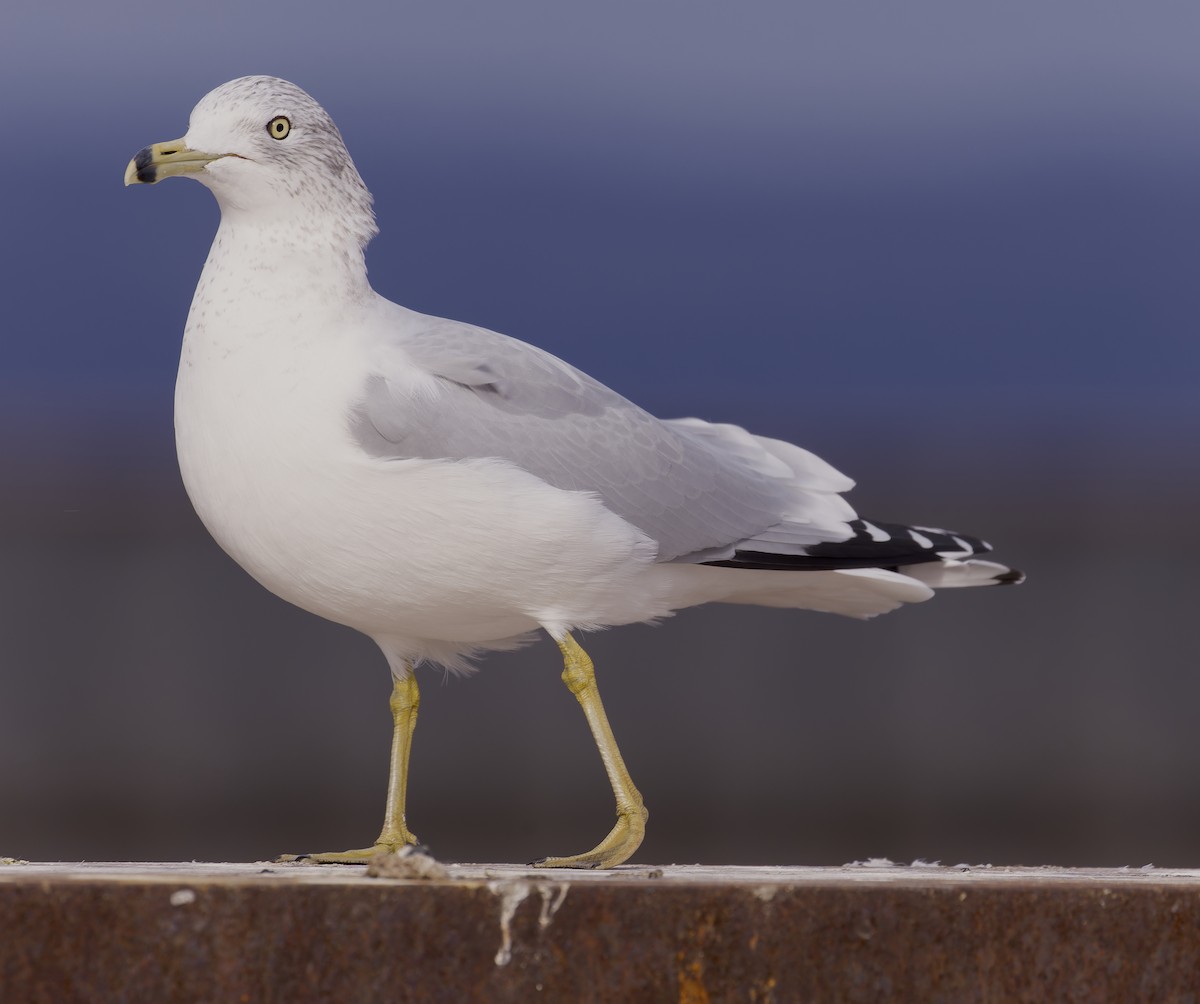 eBird Checklist - 17 Nov 2024 - Wisconsin Point--Superior Entry (WI ...