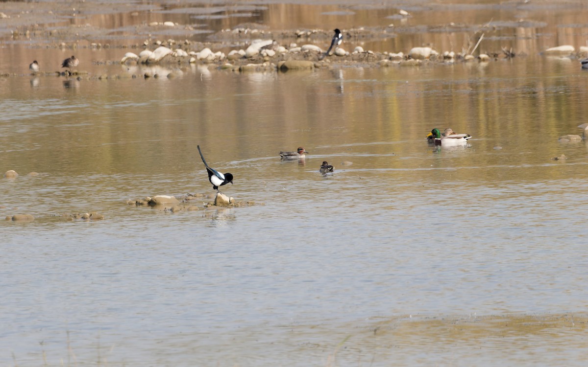 eBird Checklist - 19 Nov 2024 - 滹沱河大桥 (Hutuo River Bridge) - 31 species