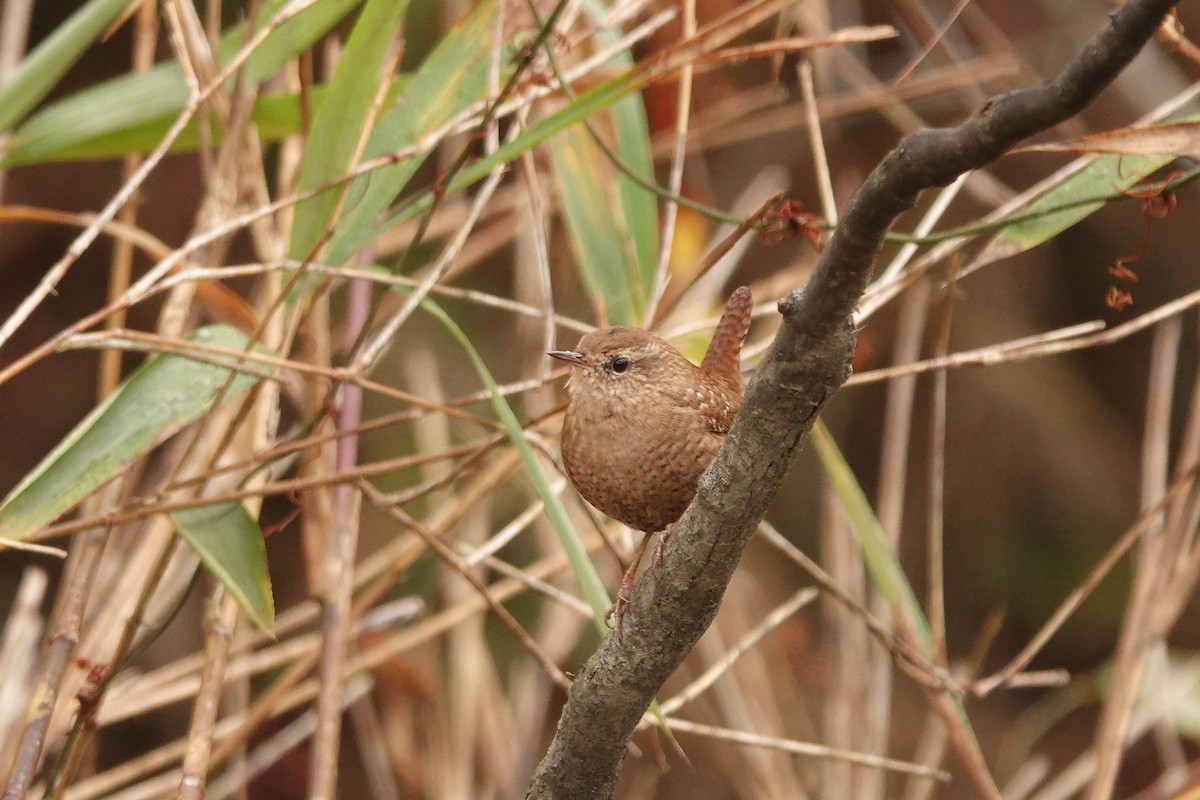 eBird Checklist - 18 Nov 2024 - Foxfire Trail - 38 species