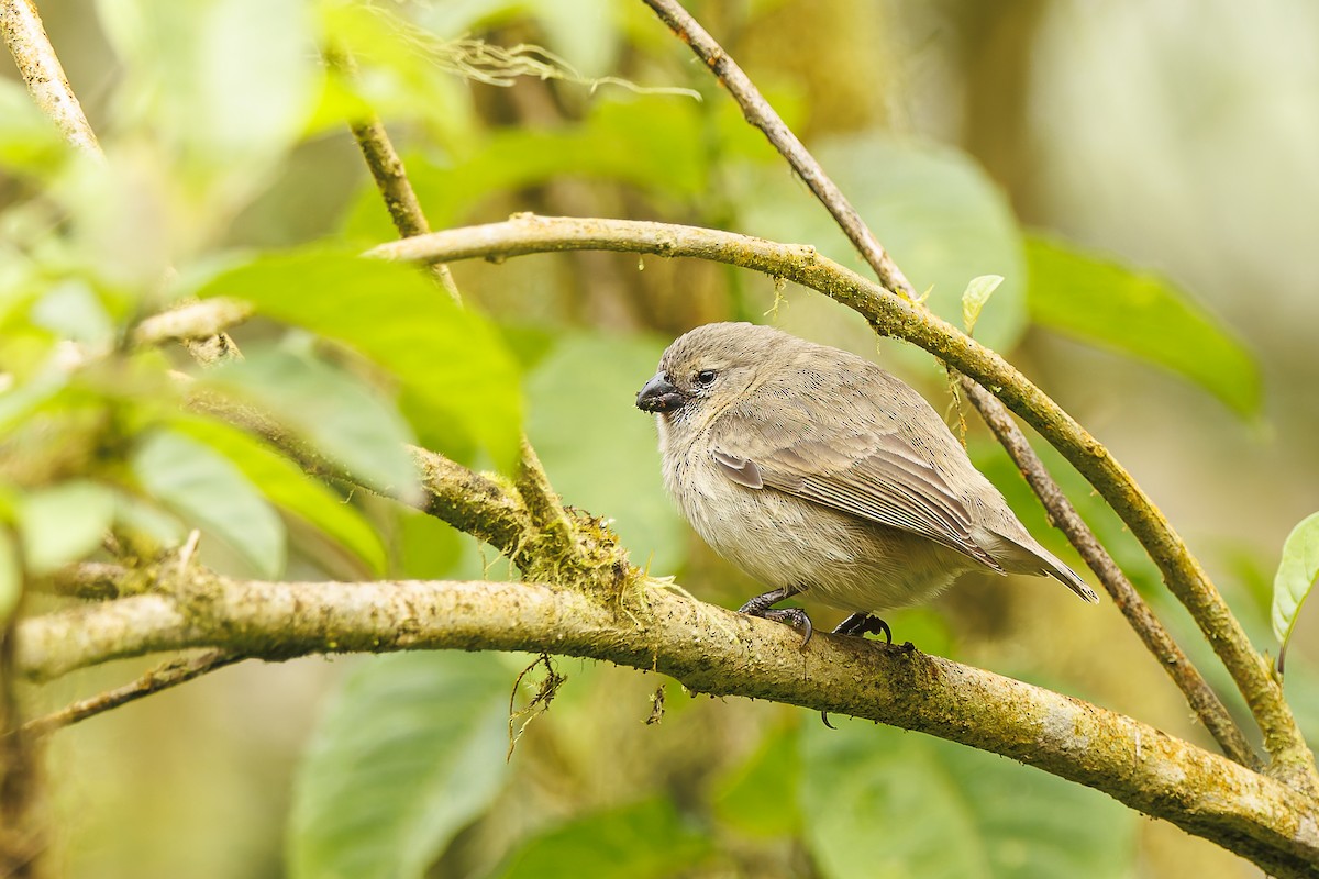 ML626464317 - Small Tree-Finch - Macaulay Library