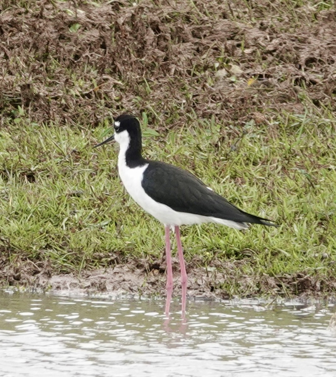 eBird Checklist - 19 Nov 2024 - Big Branch Marsh NWR--Fritchie Marsh ...