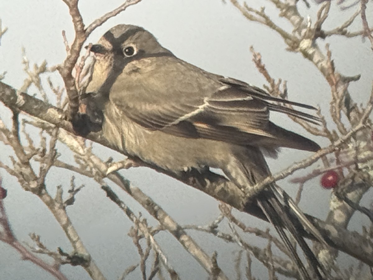 eBird Checklist - 19 Nov 2024 - Mallory Rd circle - 5 species