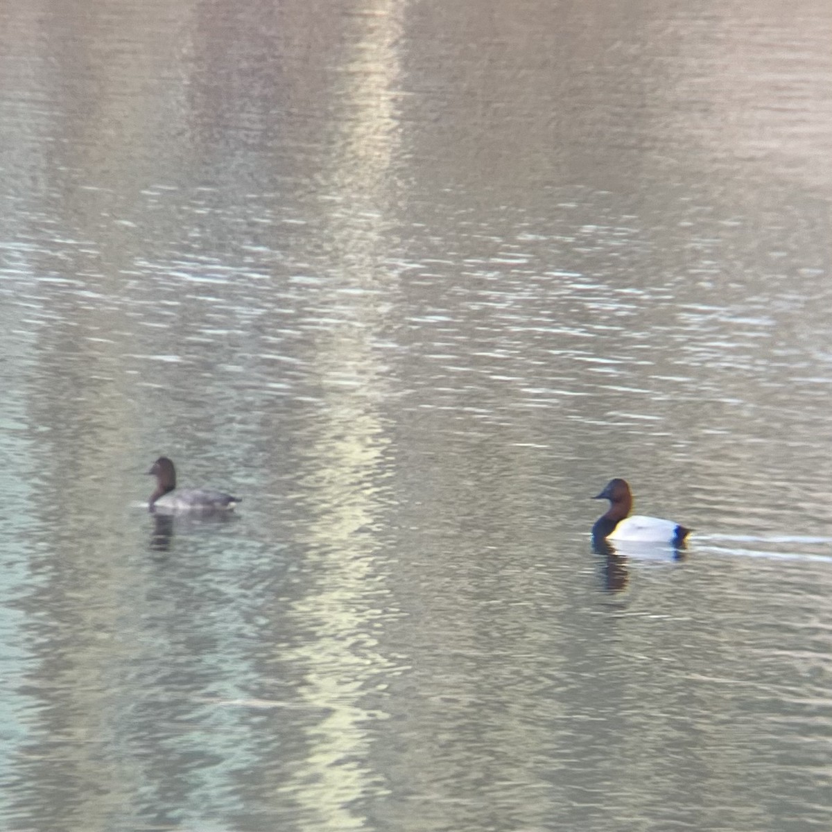 eBird Checklist - 19 Nov 2024 - Worlds Fair Marina, Flushing - 18 species