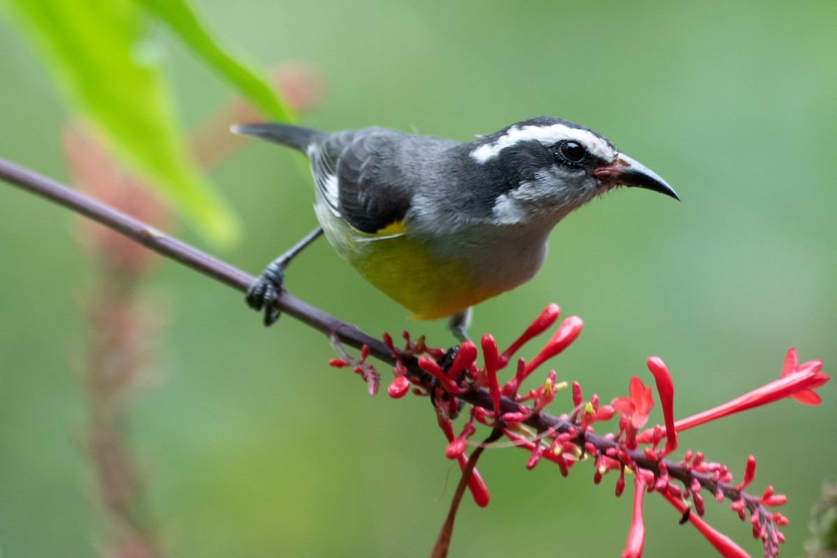 eBird Checklist - 19 Nov 2024 - Gumbo Limbo Nature Center - 2 species