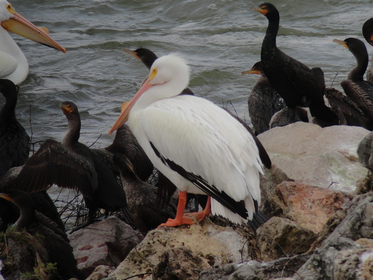 eBird Checklist - 16 Mar 2012 - Lake Livingston Dam & Spillway ...