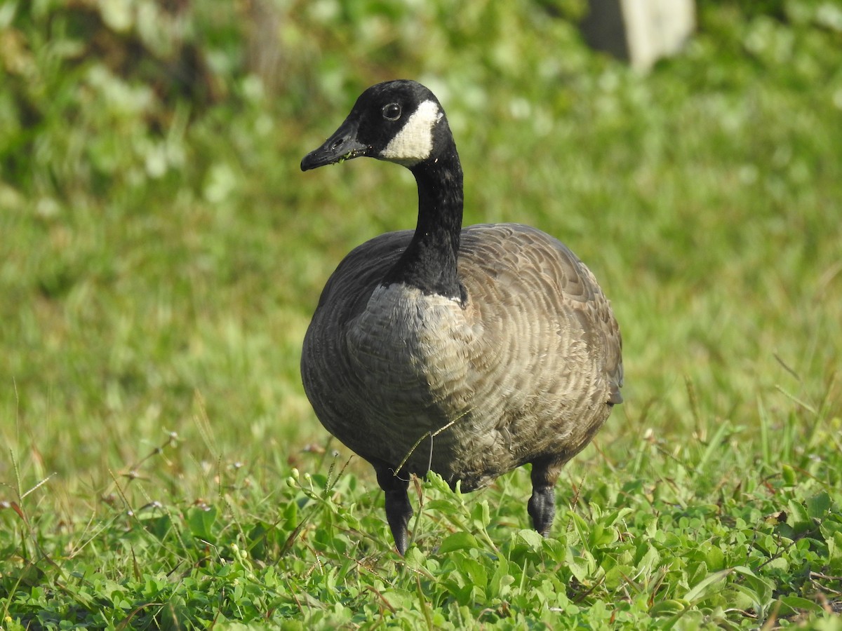 eBird Checklist - 19 Nov 2024 - Canaveral National Seashore--Apollo ...