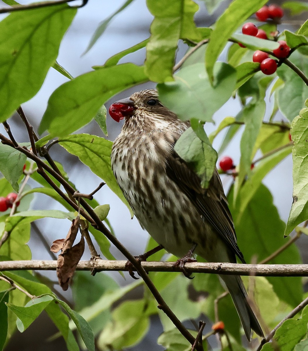 eBird Checklist - 19 Nov 2024 - Branched Oak SRA - 21 species (+3 other ...