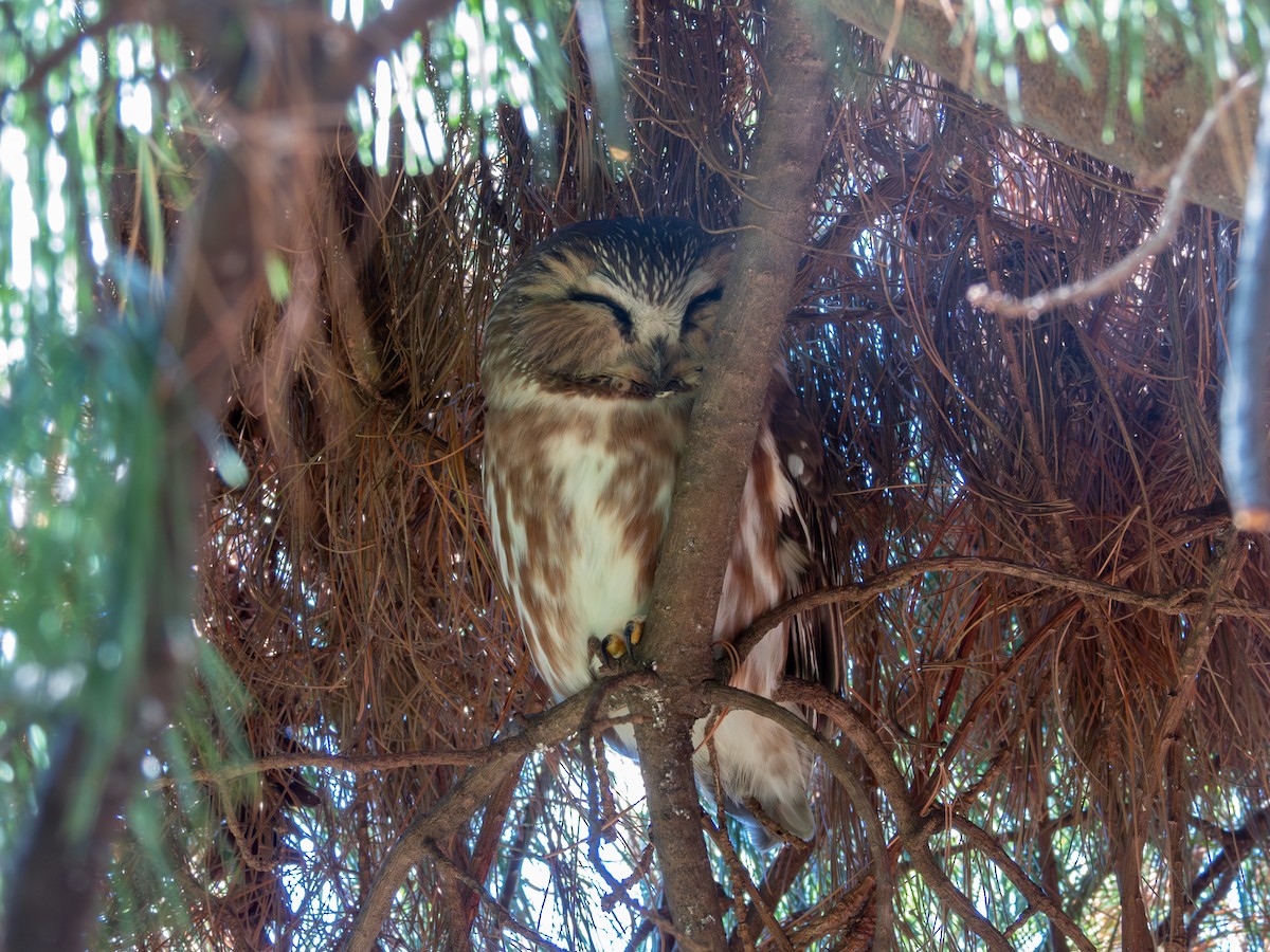 eBird Checklist - 17 Nov 2024 - T. S. Roberts Bird Sanctuary - 11 ...