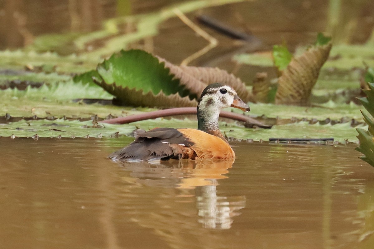 ML626492245 - African Pygmy-Goose - Macaulay Library