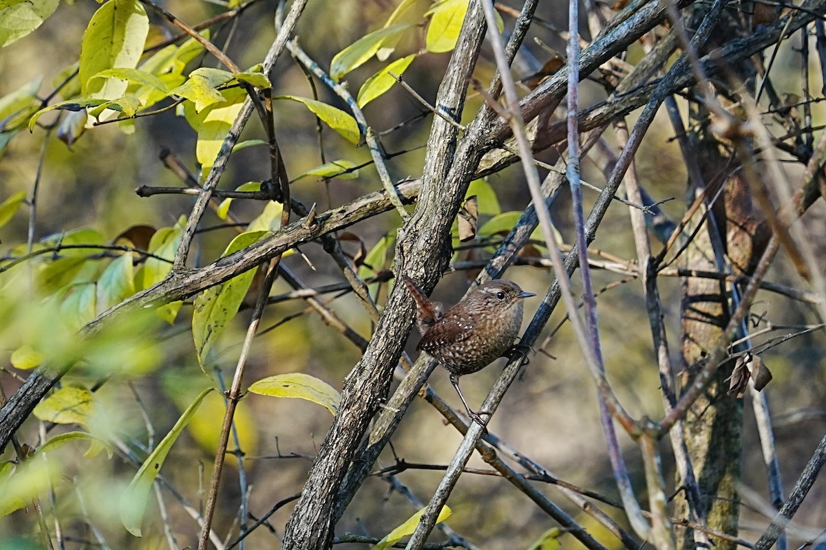 eBird Checklist - 20 Nov 2024 - 6222 King Graves Rd, Fowler US-OH 41. ...