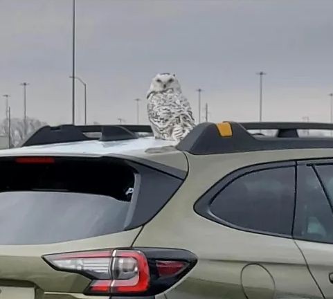 eBird Checklist - 18 Nov 2024 - Subaru of Indiana (private) - 1 species