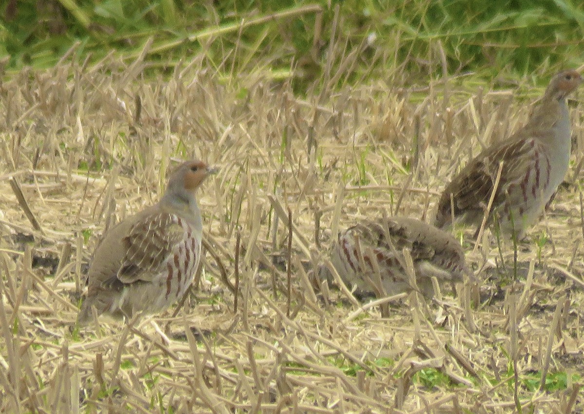 ML626498515 - Gray Partridge - Macaulay Library