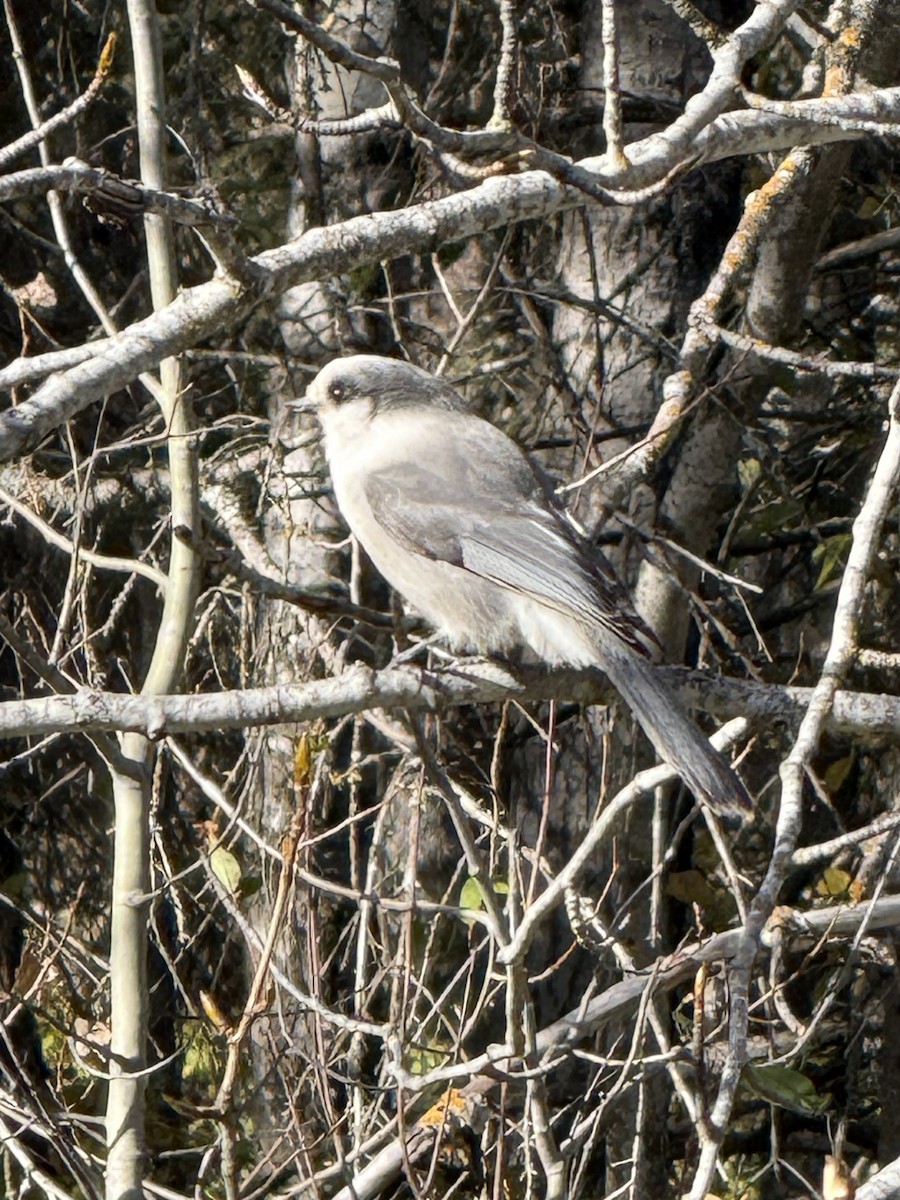eBird Checklist - 6 Oct 2024 - Riding Mountain NP--Clear Lake - 13 species