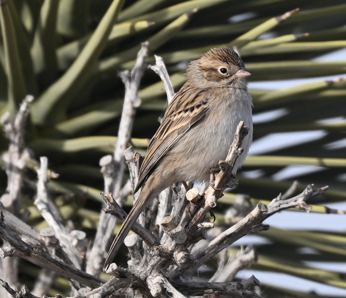 eBird Checklist - 19 Nov 2024 - Piute Ponds (permit required) - 61 ...
