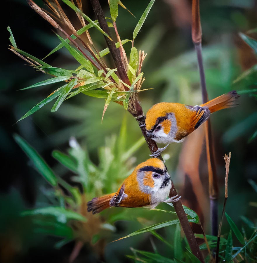 Black-throated Parrotbill (Orange-eared) - eBird