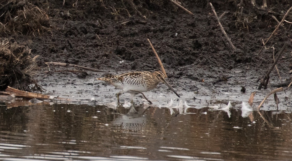 eBird Checklist - 20 Nov 2024 - Wallkill River NWR--Liberty Marsh (NY ...