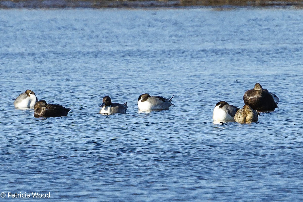 eBird Checklist - 20 Nov 2024 - Parker River NWR - 25 species
