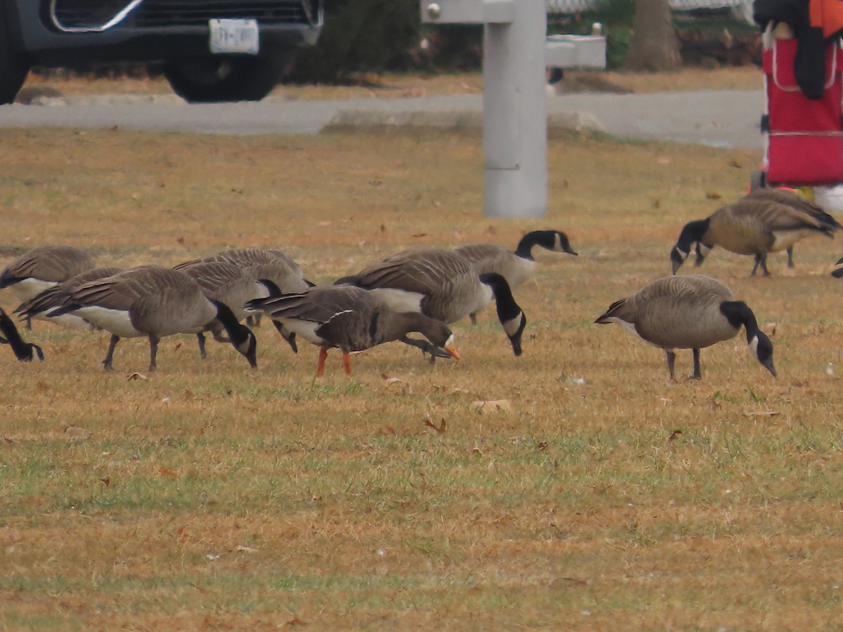 eBird Checklist - 20 Nov 2024 - Miller Field - 4 species