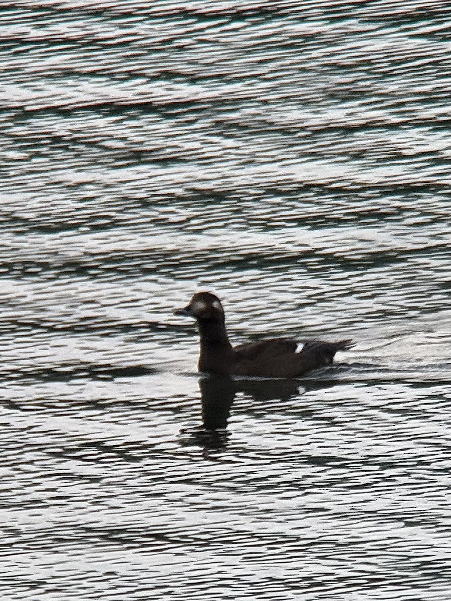 eBird Checklist - 20 Nov 2024 - Henry Hagg Lake Park (Scoggins Valley ...