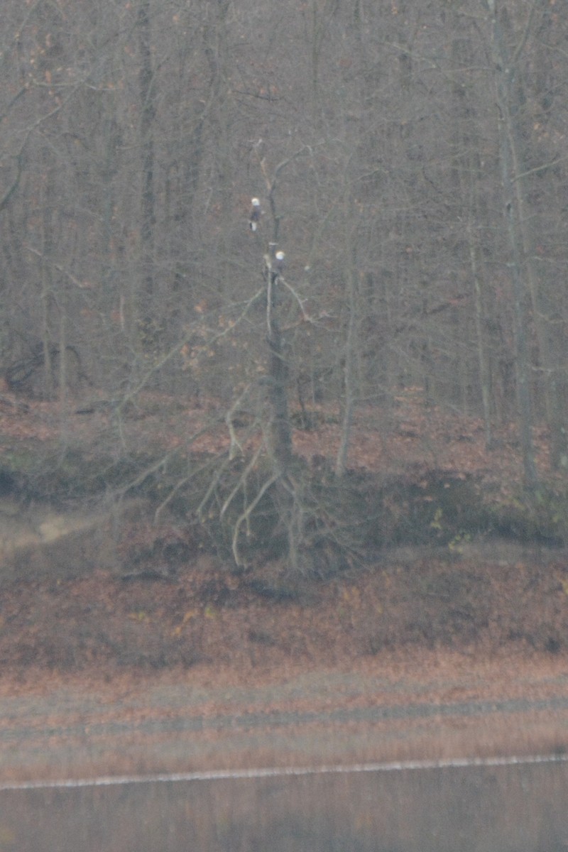 eBird Checklist - 20 Nov 2024 - Shenango Reservoir--Chestnut Run - 7 ...