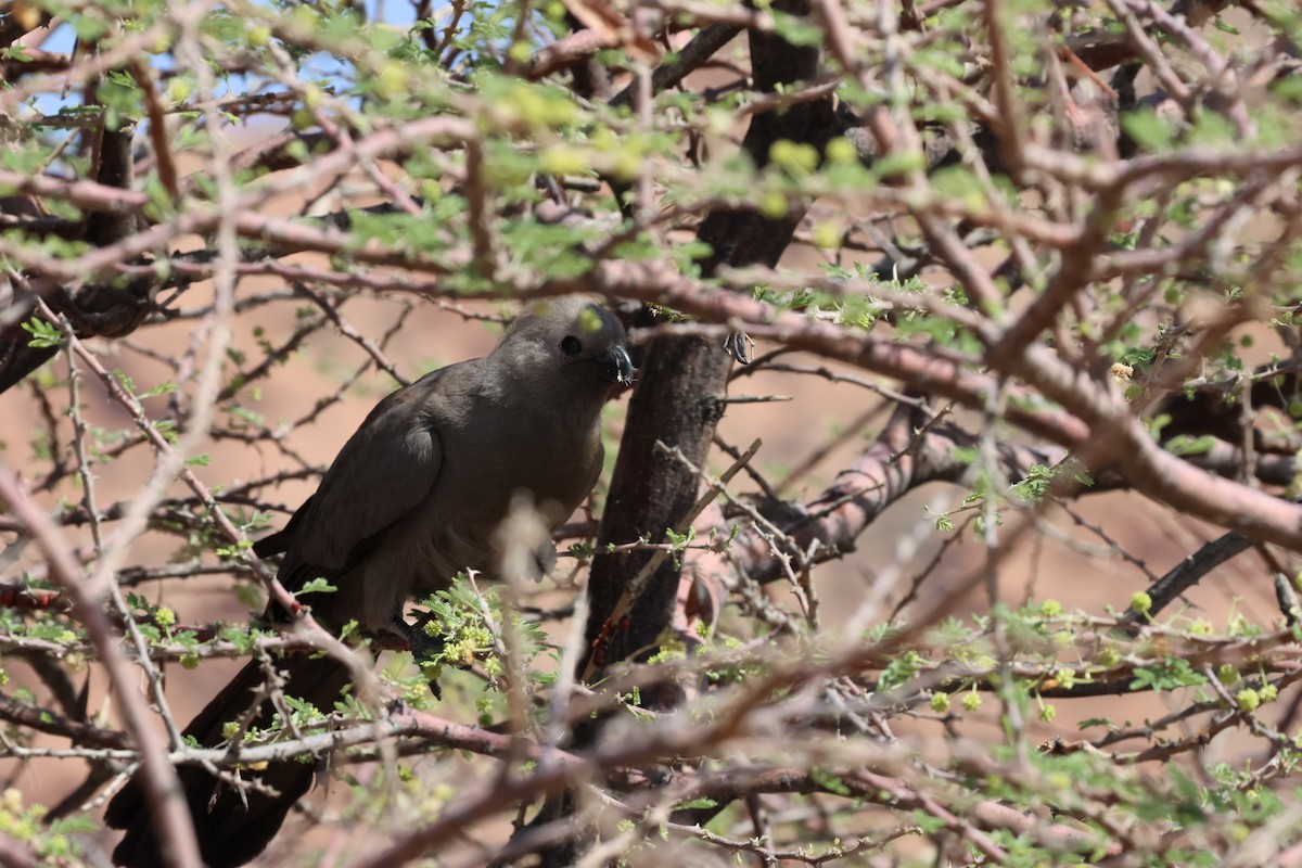 eBird Checklist - 4 Nov 2024 - Spitzkoppe--Tented Camp & Campsite - 19 ...