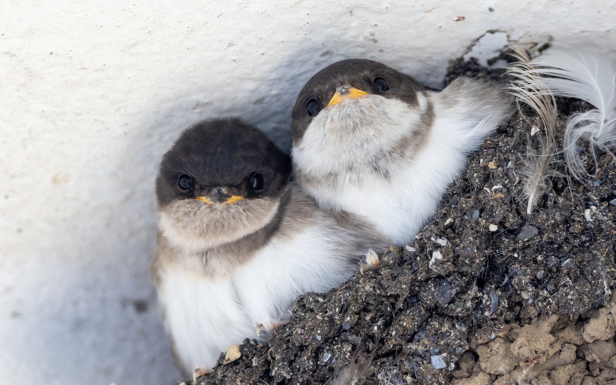 ML626530643 - Western House-Martin - Macaulay Library