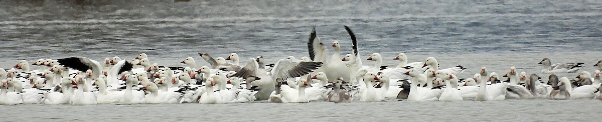 eBird Checklist - 21 Nov 2024 - Helena Valley Regulating Reservoir - 25 ...