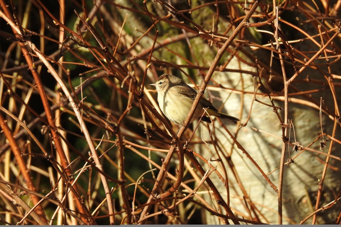 ML626546155 - Palm Warbler - Macaulay Library