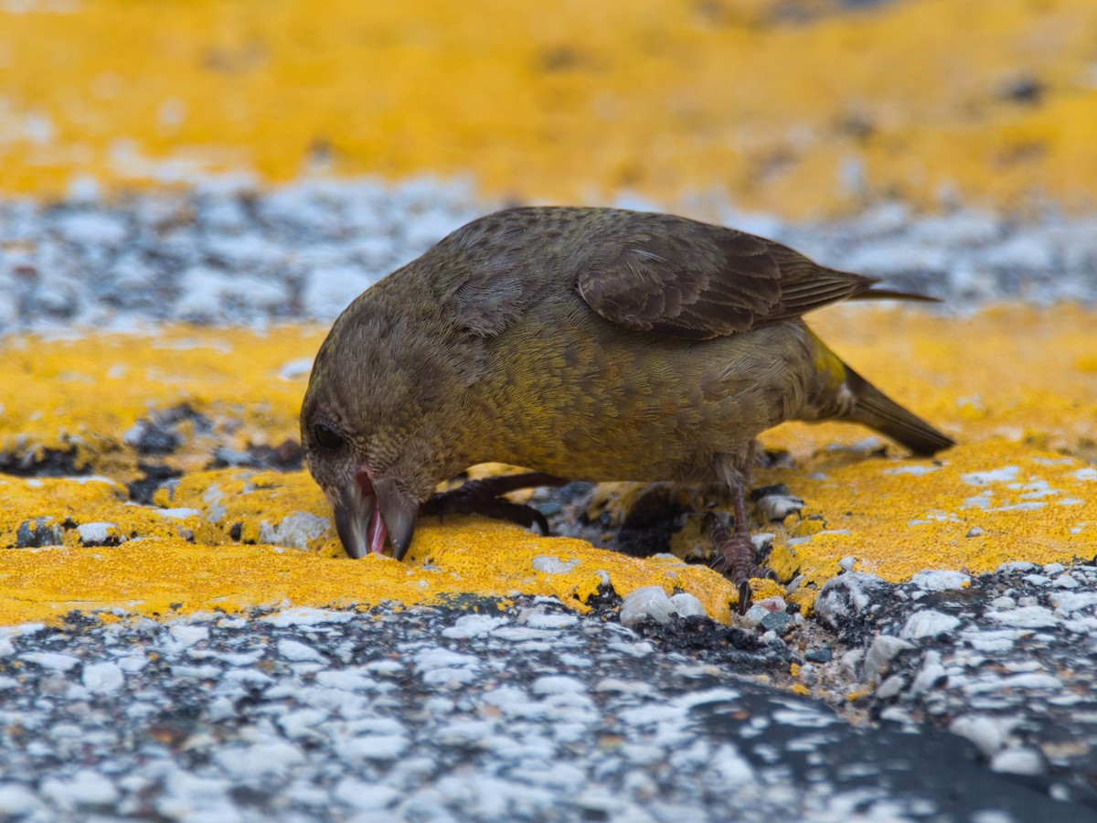eBird Checklist - 22 May 2024 - Tahquamenon Falls SP (Chippewa Co.) - 1 ...