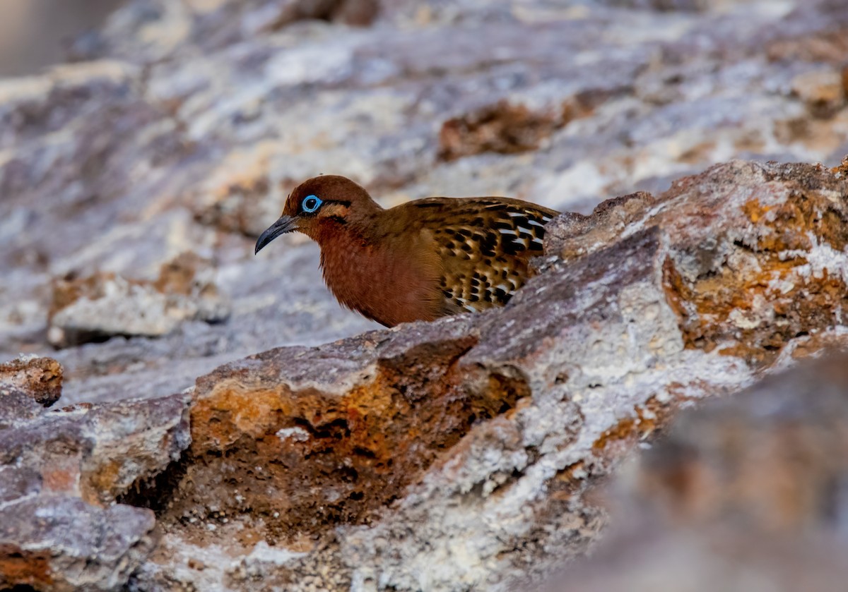 eBird Checklist - 8 Nov 2024 - Genovesa--Prince Philip's Steps - 15 species