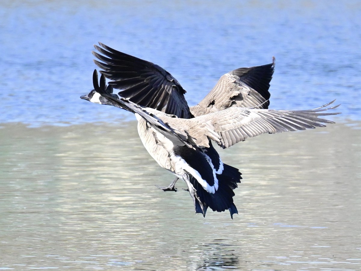 eBird Checklist - 19 Nov 2024 - Huntington Central Park - 29 species