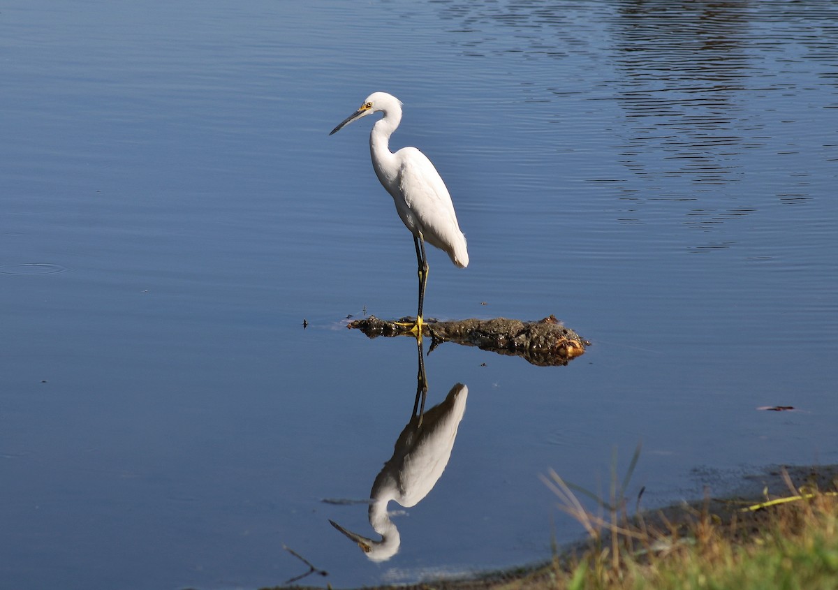eBird Checklist - 21 Nov 2024 - Plantation Preserve - 41 species
