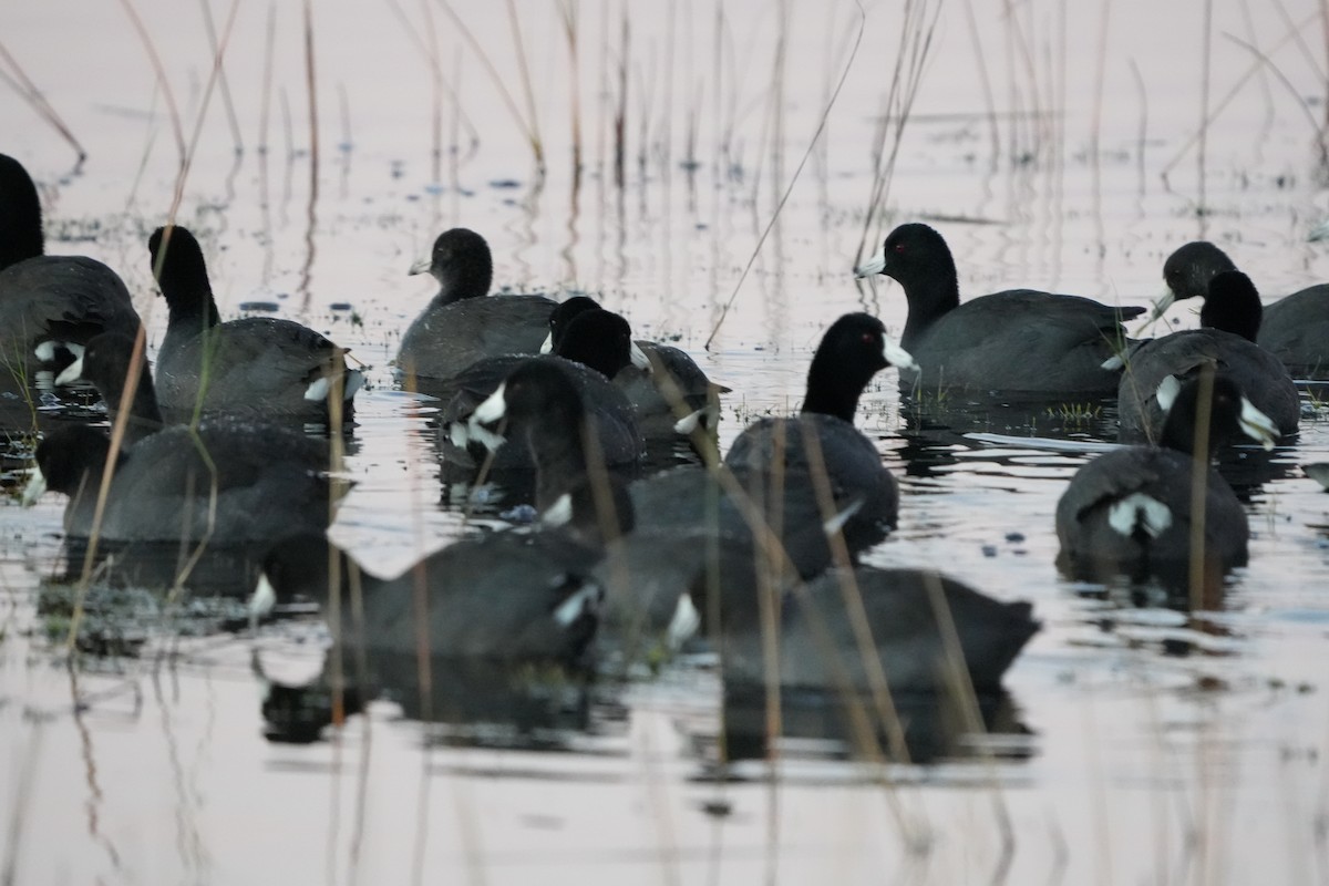 eBird Checklist - 22 Nov 2024 - Lake Woodruff NWR - 28 species
