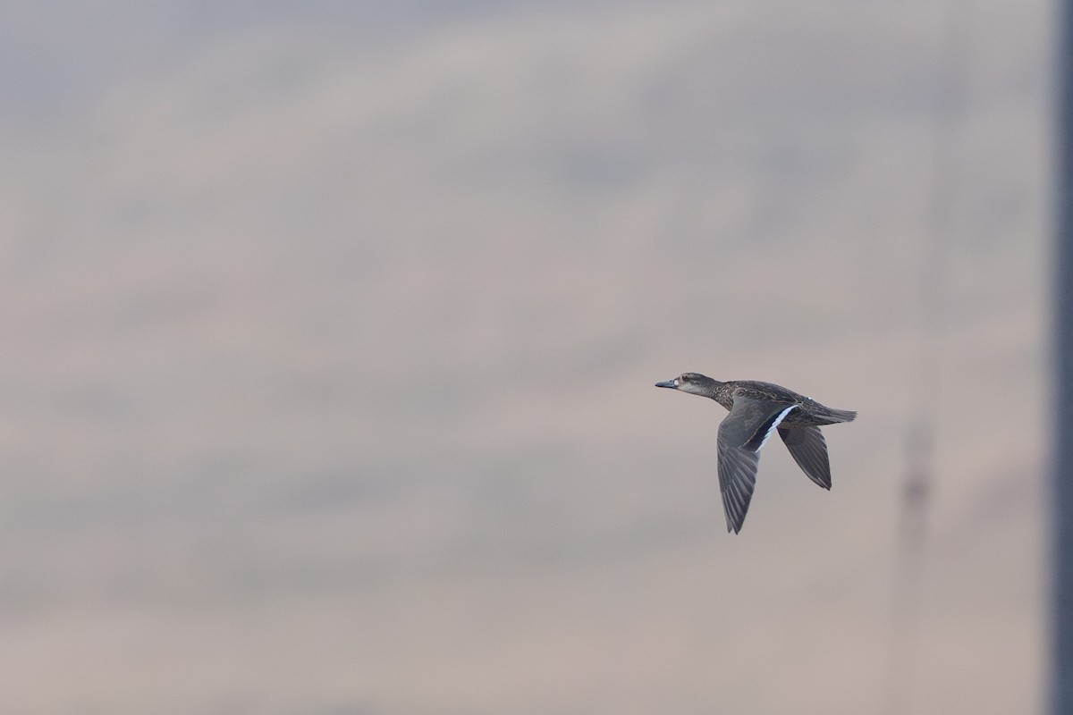 ML626572392 - Baikal Teal - Macaulay Library