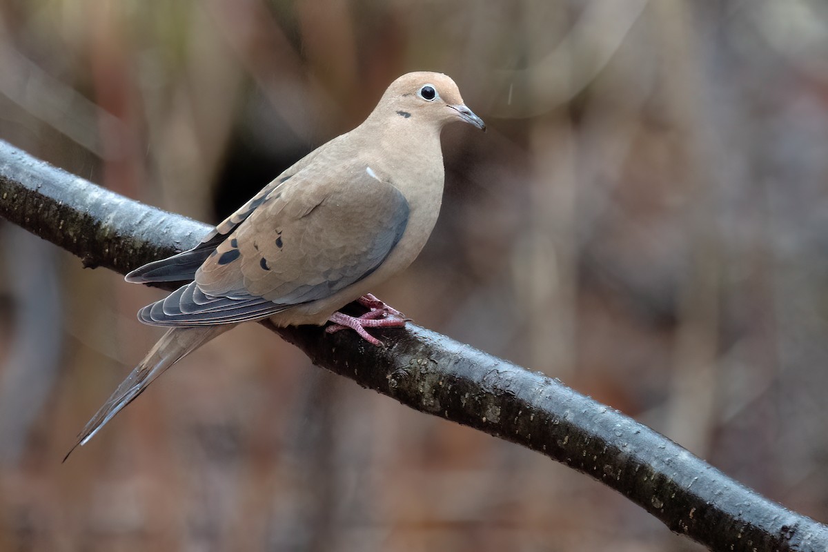 eBird Checklist - 22 Nov 2024 - RNF du Cap-Tourmente - 25 species (+1 ...