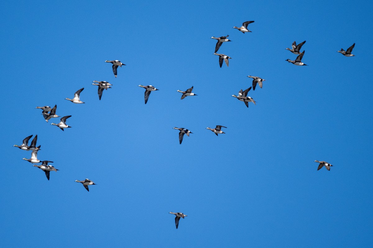 eBird Checklist - 22 Nov 2024 - Lake Travis--Bob Wentz Windy Point Pk ...