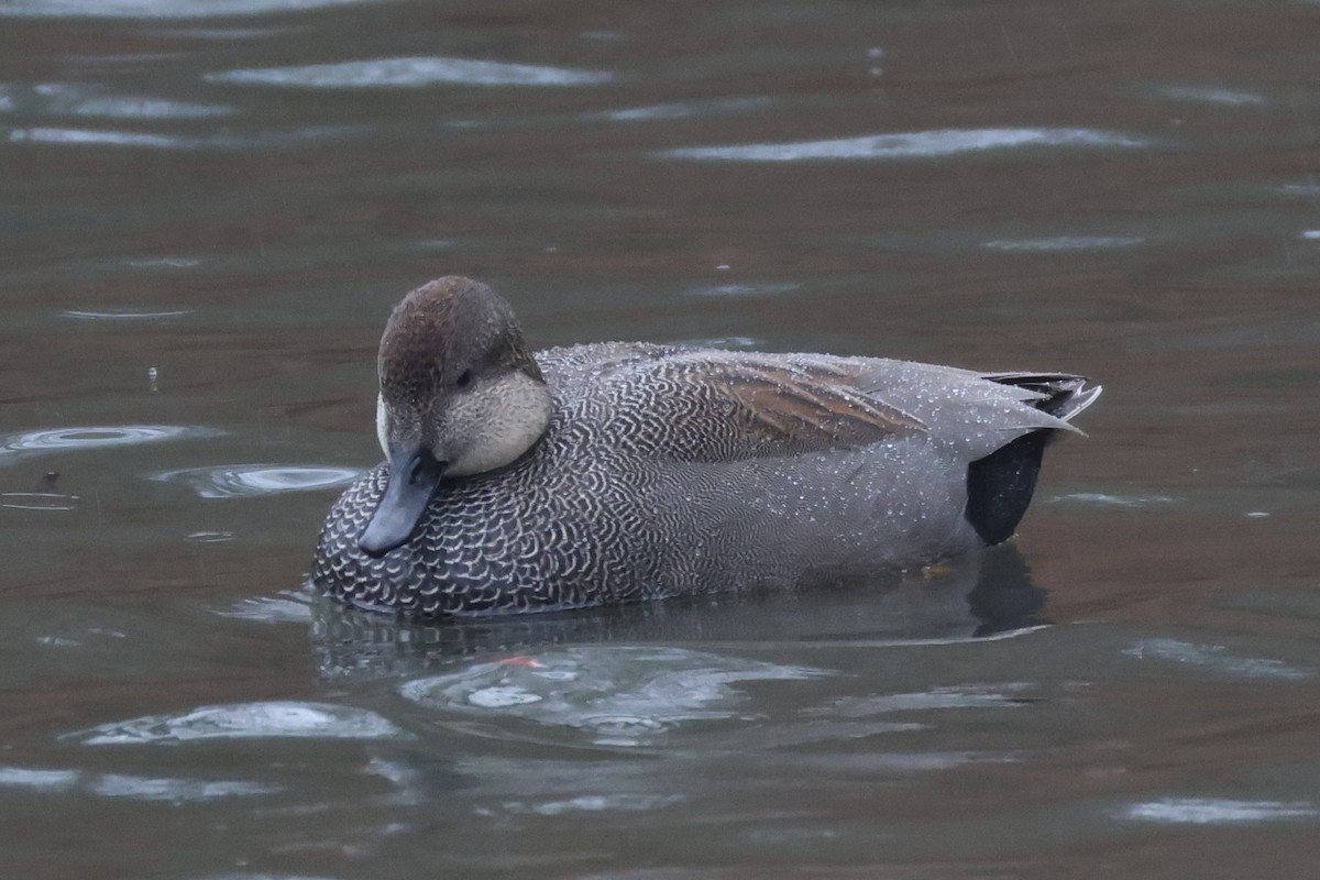 eBird Checklist - 22 Nov 2024 - Gulf Lab Rd. Wetland - 2 species