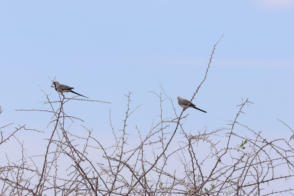 eBird Checklist - 7 Nov 2024 - Etosha NP--Okaukuejo Camp (use game ...