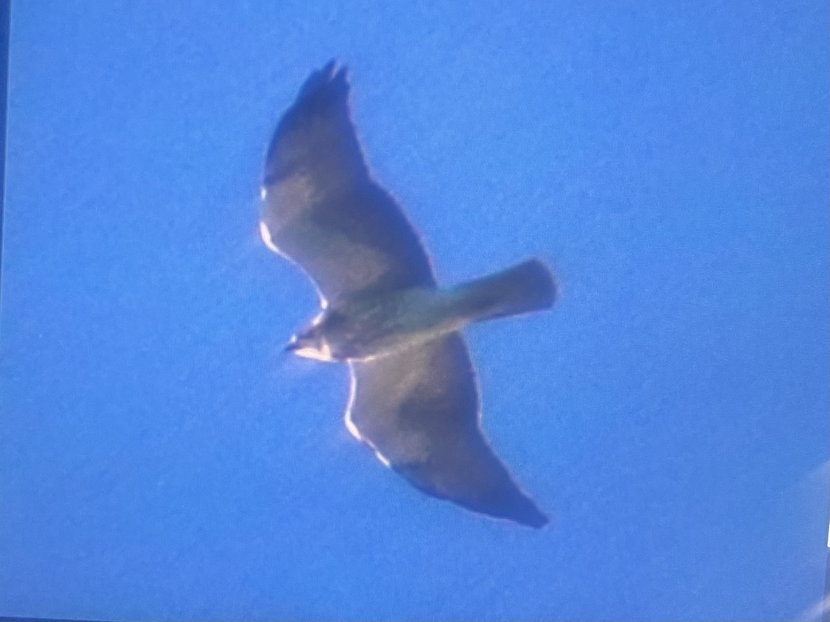 eBird Checklist - 22 Nov 2024 - Boynton Beach Inlet Park - 7 species