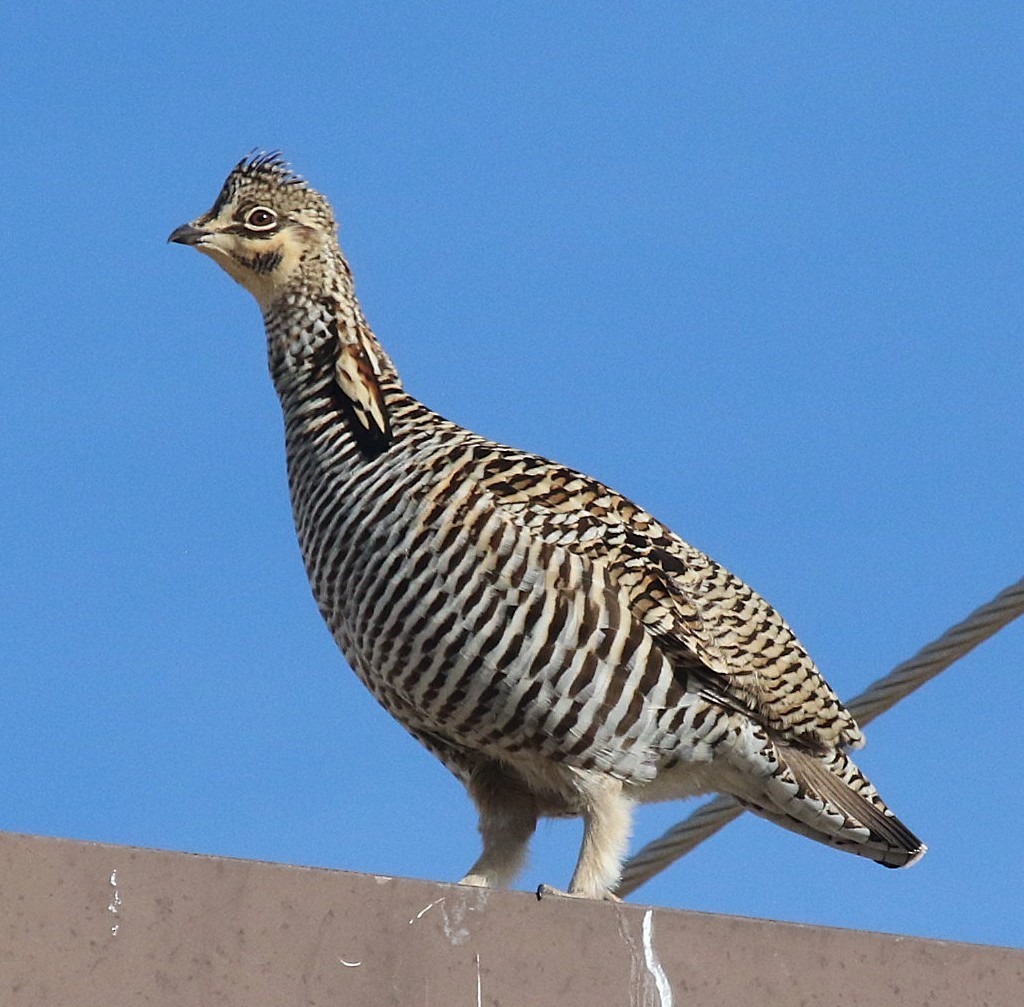 eBird Checklist - 22 Nov 2024 - Morgan CR2 just north of Morgan CRGG ...