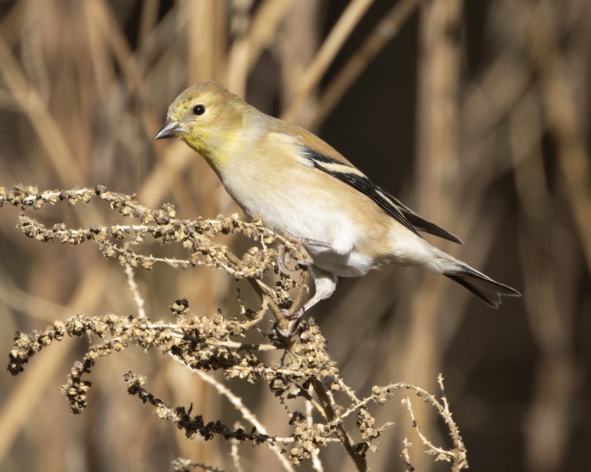 eBird Checklist - 22 Nov 2024 - Salado Yard - 18 species