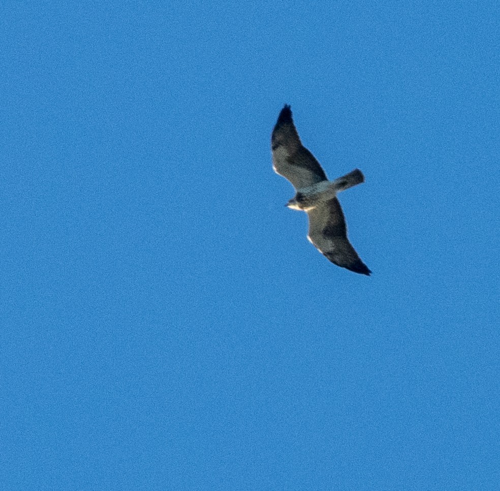 eBird Checklist - 22 Nov 2024 - Boynton Beach Inlet Park - 21 species