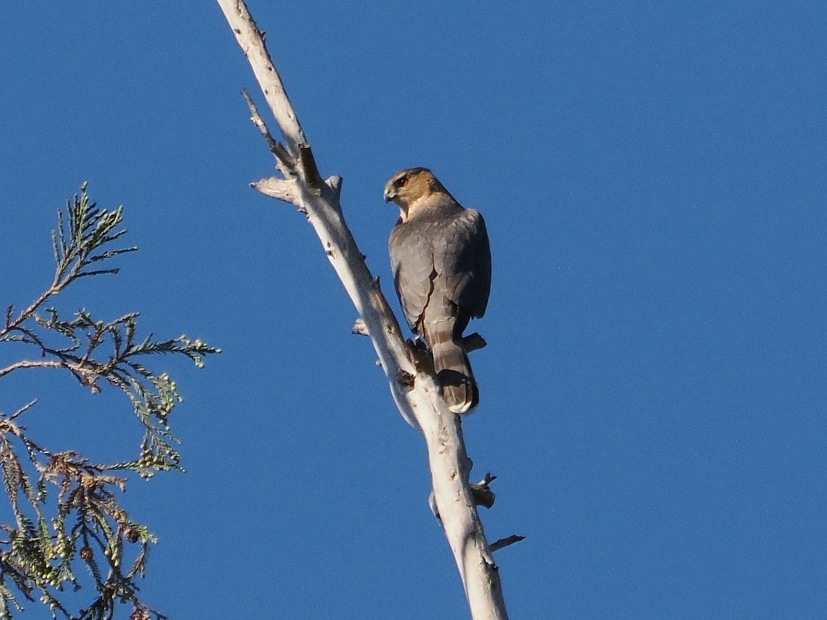 eBird Checklist - 21 Nov 2024 - Lacy Park - 21 species