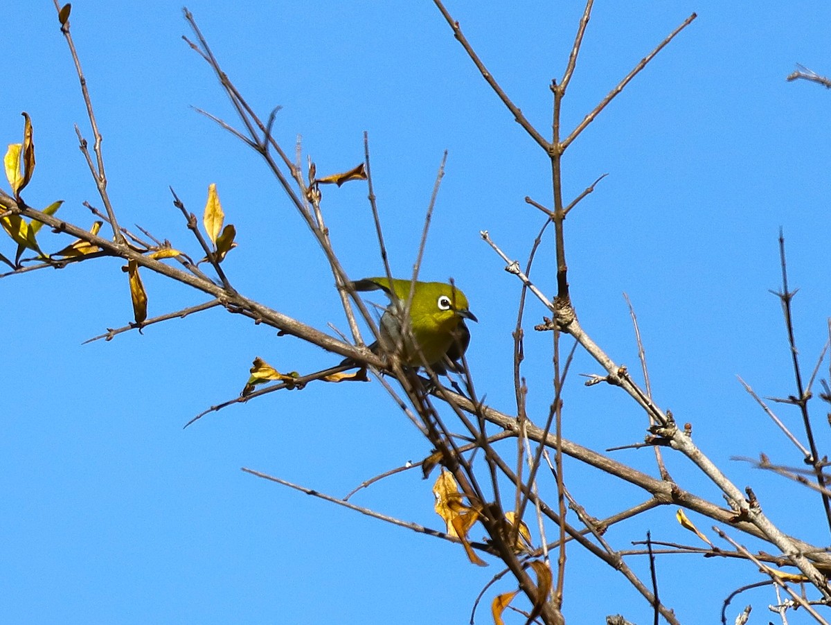 Swinhoe's White-eye - Zosterops simplex - Media Search - Macaulay ...