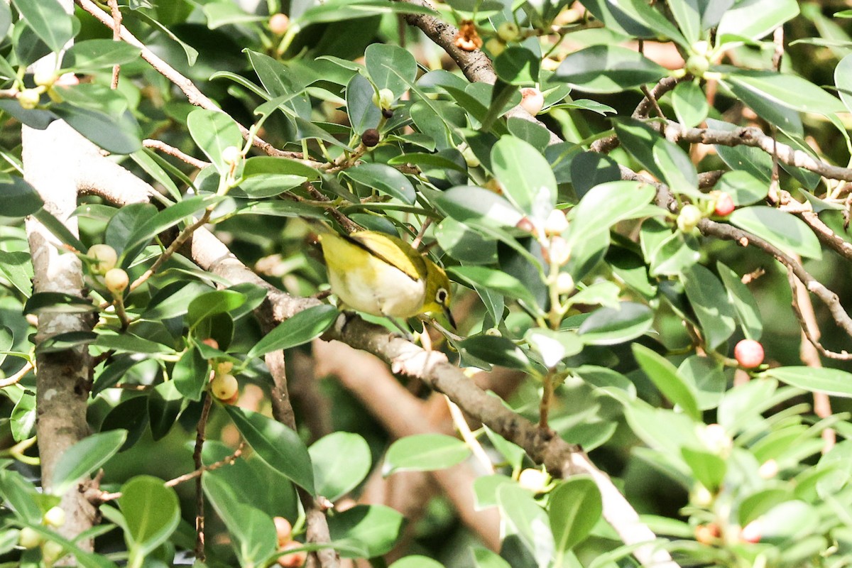 Swinhoe's White-eye - Zosterops simplex - Media Search - Macaulay ...